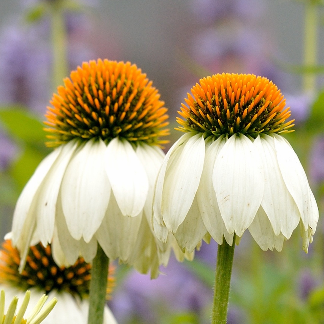 Kaunopunahattu 'Prairie Splendor Compact White' - MUSTILA TRÄDGÅRD