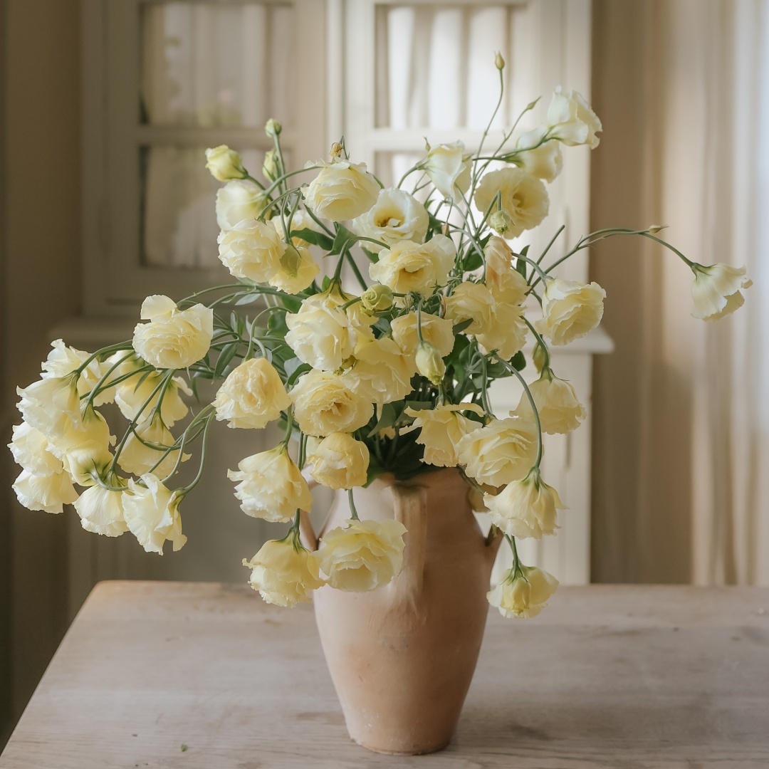 Eustoma 'Croma Yellow' - MUSTILA PUUTARHA