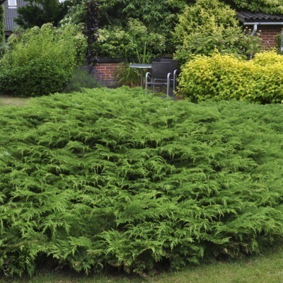 Tuivio - MUSTILA PUUTARHA