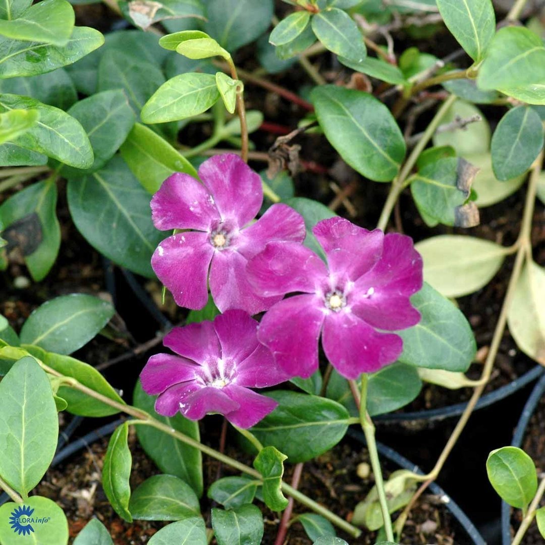 Pikkutalvio 'Atropurpurea' - MUSTILA PUUTARHA