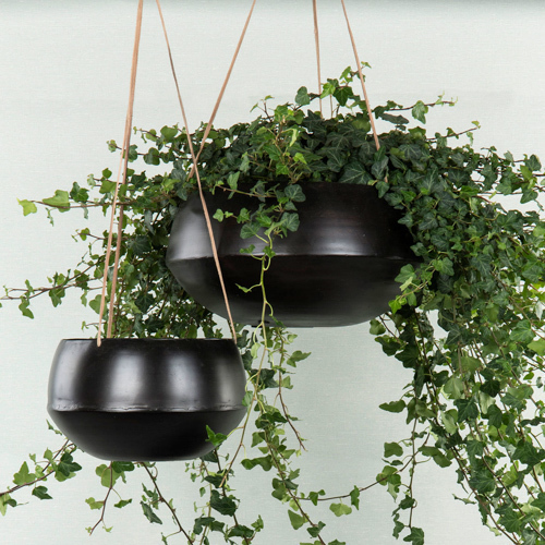 Musta amppeli - MUSTILA PUUTARHA