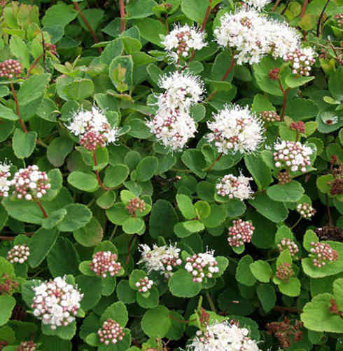 Angervot - MUSTILA PUUTARHA