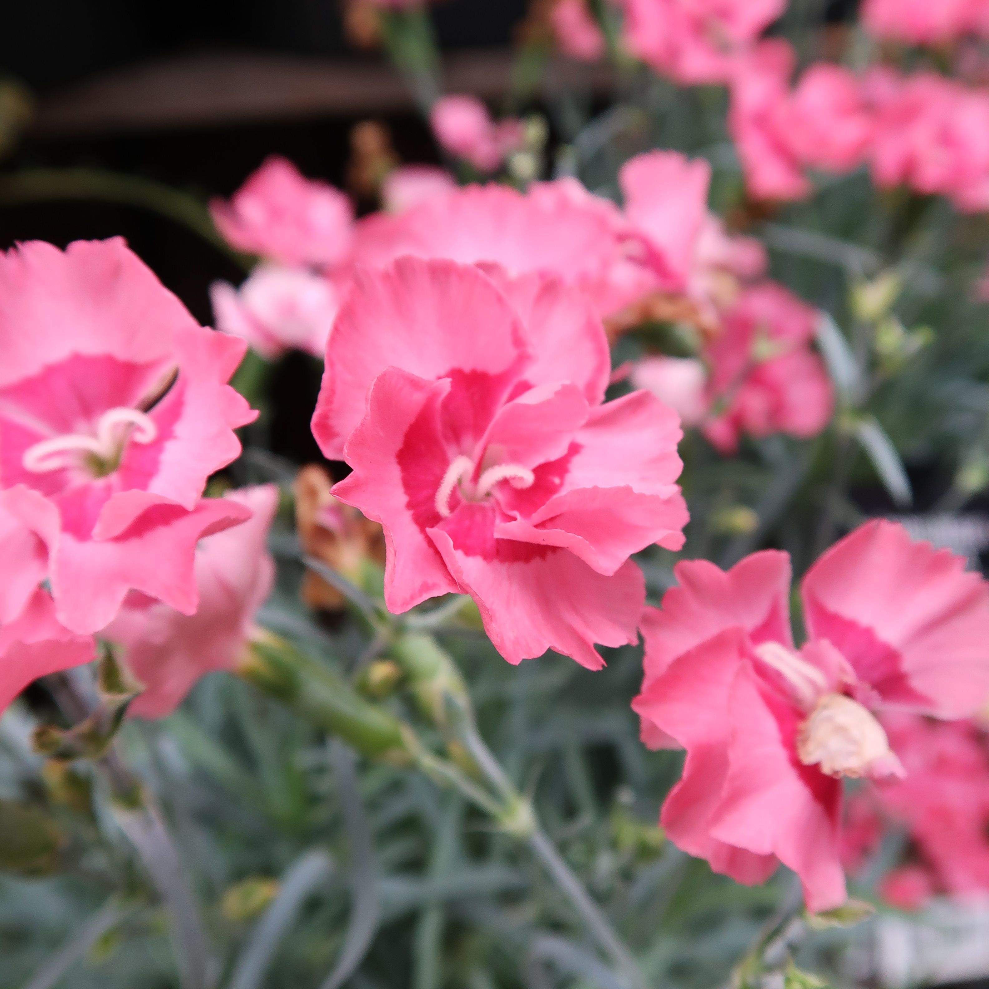 Neilikka 'Angel of Hope' - MUSTILA PUUTARHA