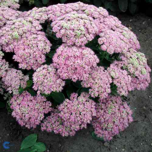 Maksaruohot - MUSTILA PUUTARHA