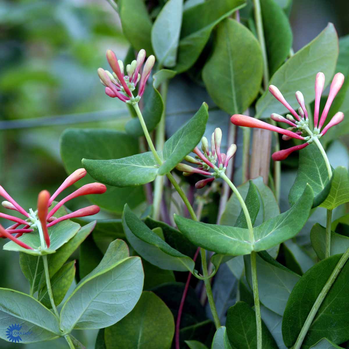 Tulikuusama 'Dropmore Scarlet' - MUSTILA PUUTARHA