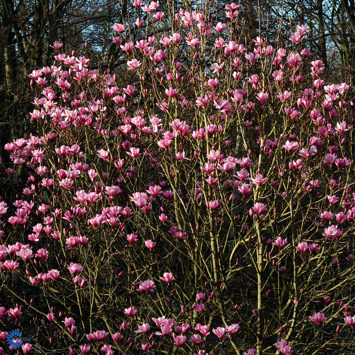 Magnolia 'Galaxy' - MUSTILA PUUTARHA