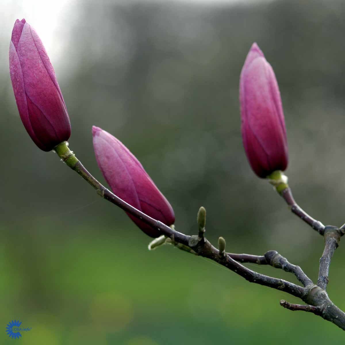 Magnolia 'Galaxy' - MUSTILA PUUTARHA