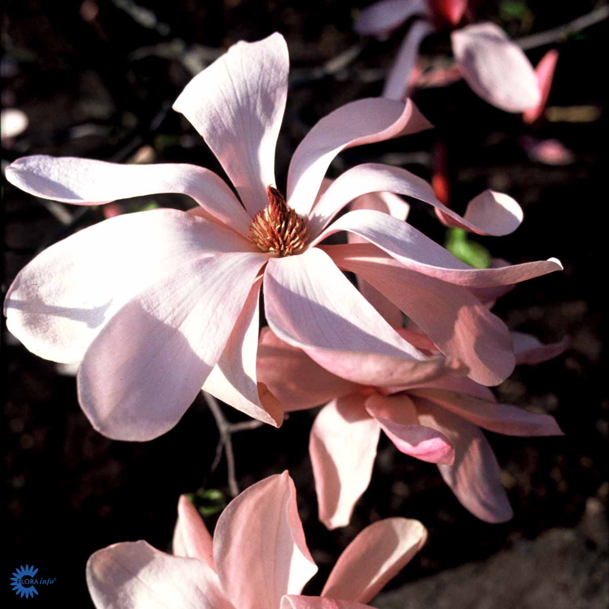 Magnolia 'Galaxy' - MUSTILA PUUTARHA