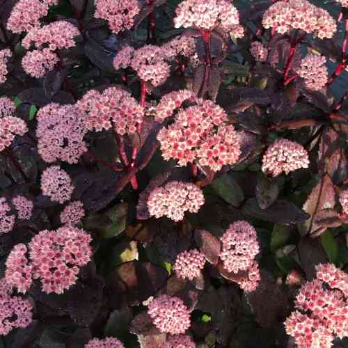 Maksaruohot - MUSTILA PUUTARHA